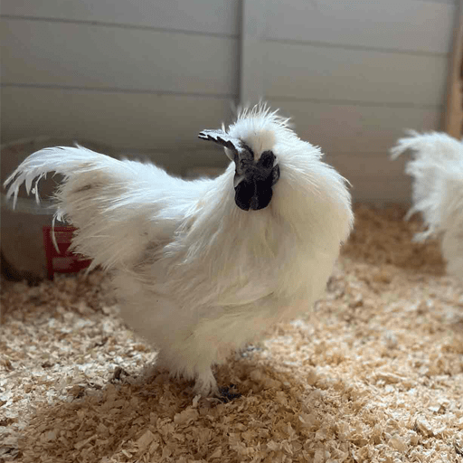 My Pets Palace | Fun & Frolicks on the Farm!