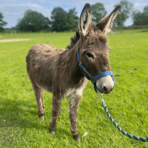 My Pets Palace | Fun & Frolicks on the Farm!
