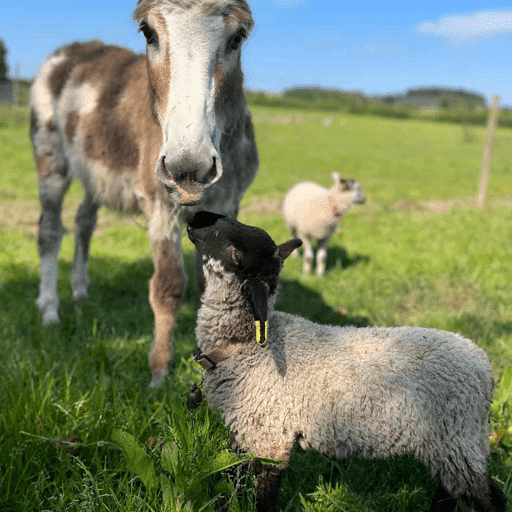 My Pets Palace | Fun & Frolicks on the Farm!