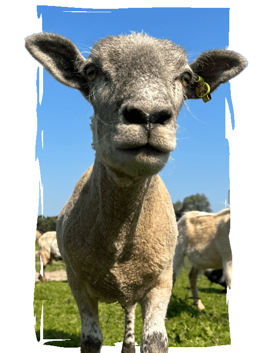 My Pets Palace | Fun & Frolicks on the Farm!